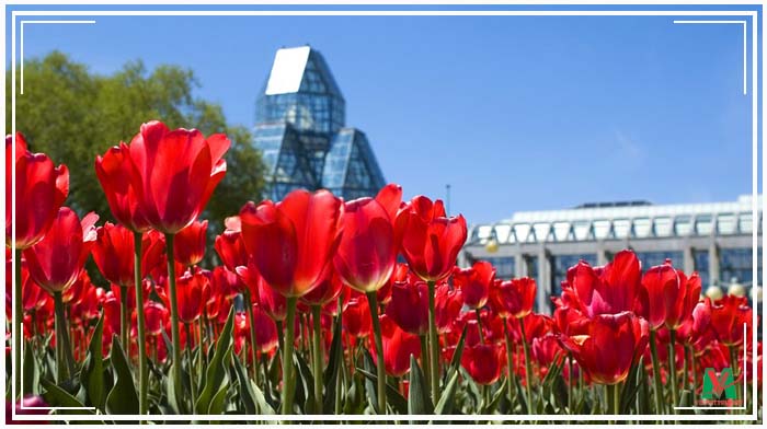Đi Canada mùa hoa Tulip – Bắc nhịp cầu nối yêu thương - VIỆT MỸ TOURIST